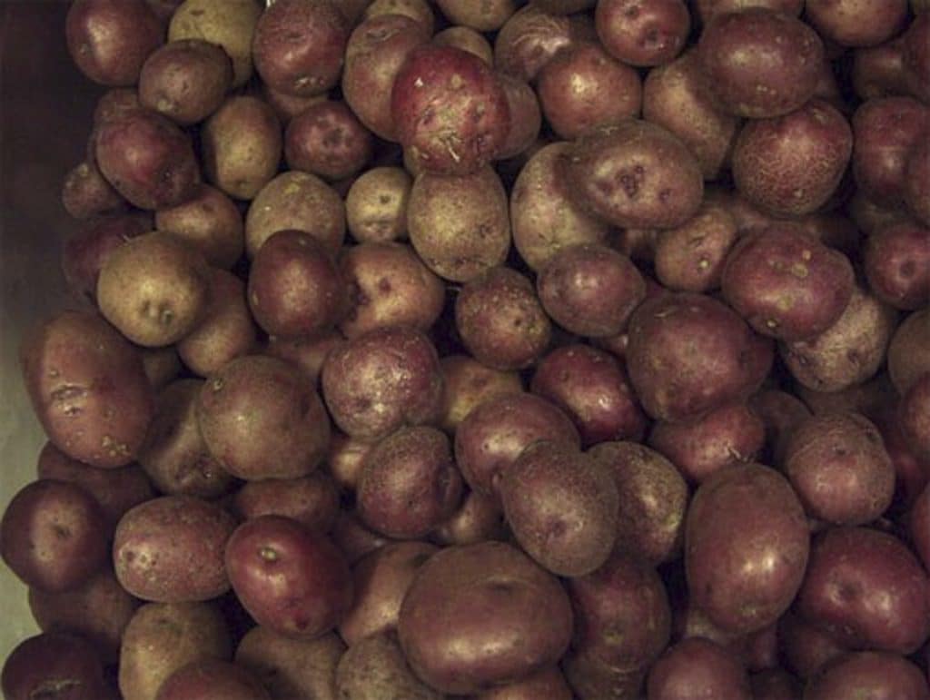 Syracuse Salt Potatoes Recipe